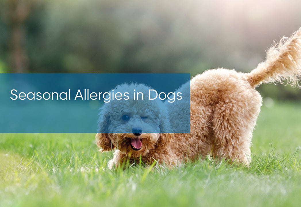 Seasonal Allergies in Dogs | Varoninc.Com — VARON